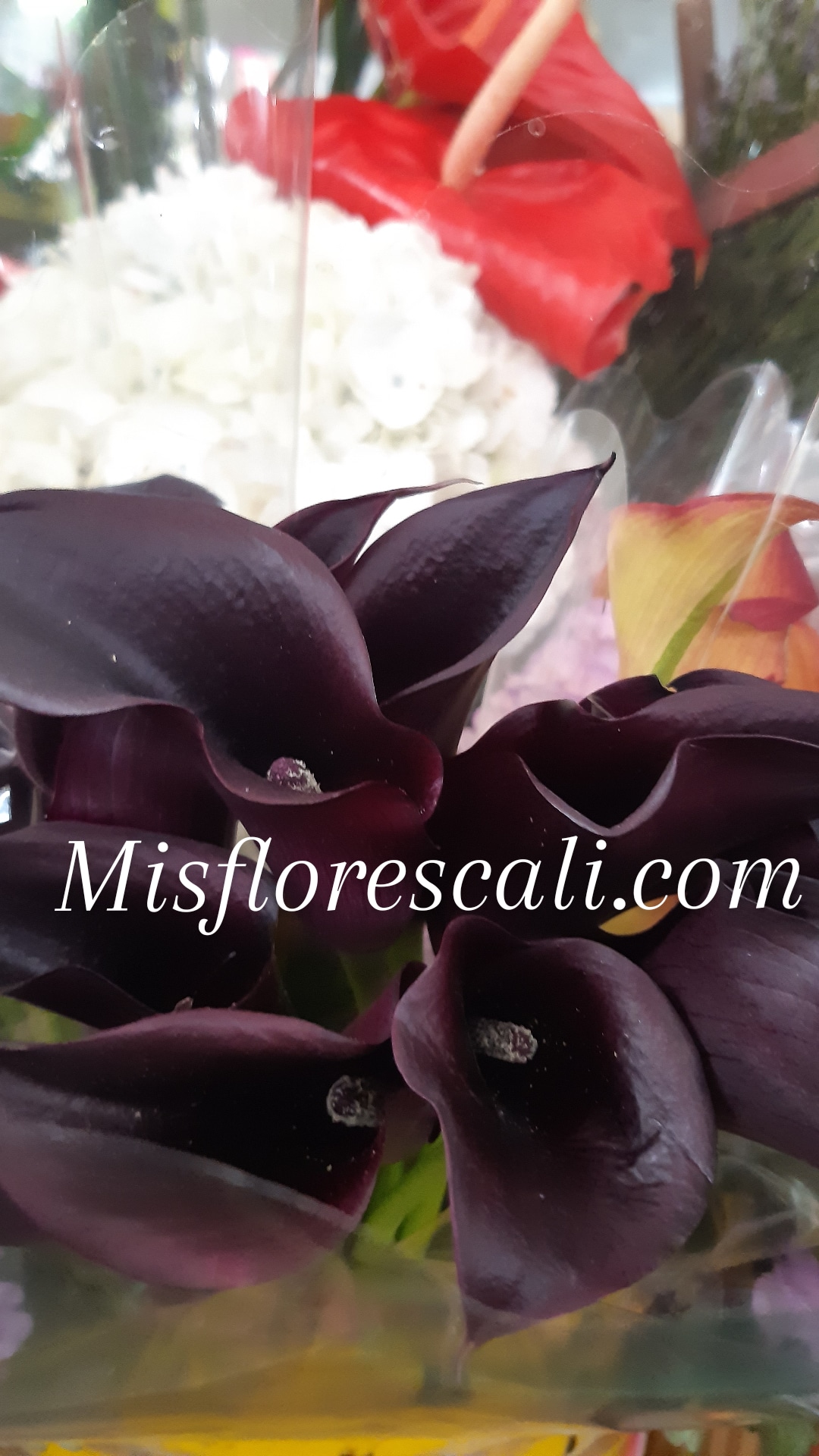 Paquete De Cala Rojo Vino Tinto o Color Naranja Ref #90 | Mis Flores Cali